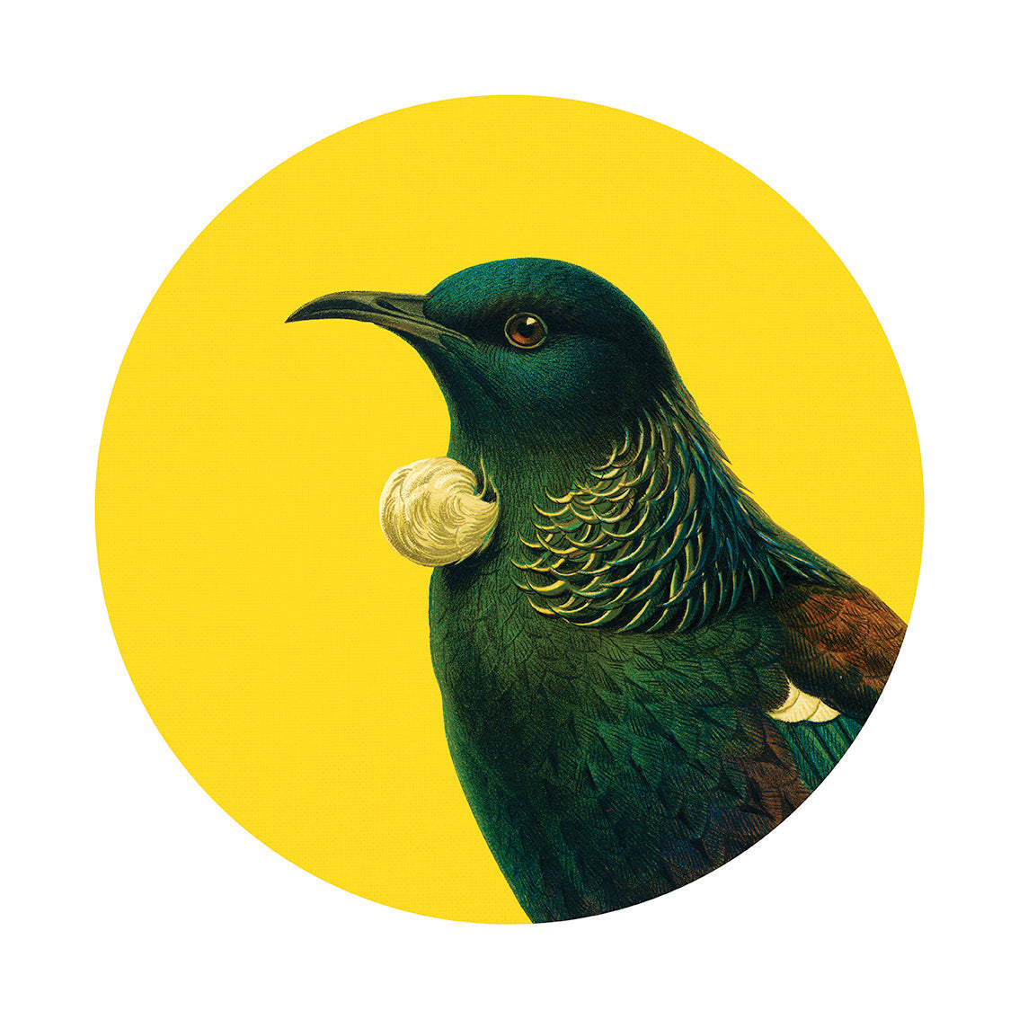 Bright Tui Art Spot – Lava Gallery NZ